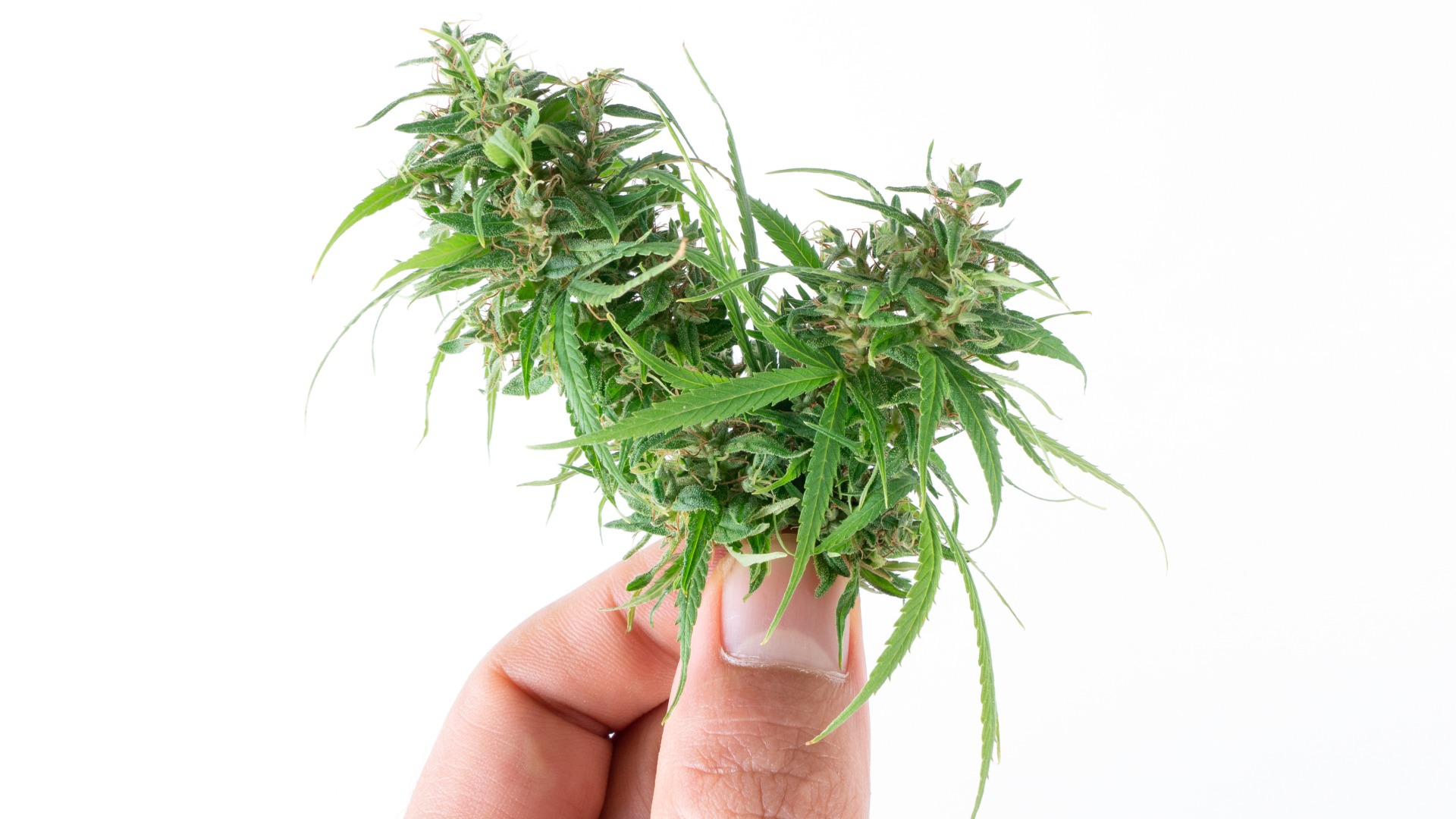 Understanding THC Variants: THC-P, THC-A, THC-B, THC-V, and THC-H